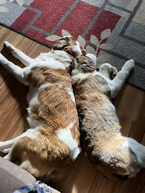 This Is Them Currently Moose And Molly Molly Is A Year And 4 Months