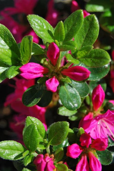 Azalea Stock Image Image Of Spring Petal Purple Leaf 262923525