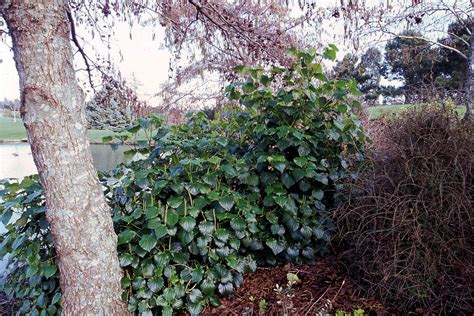 Piper Excelsum Subsp Psittacorum