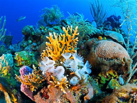Jamaican Coral Real