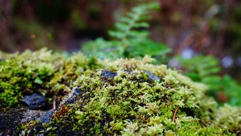 무료 이미지 나무 숲 잔디 잎 꽃 이끼 녹색 흙 식물학 정원 플로라 초목 관목 삼림지 서식지 매크로 사진 비 혈관 육상 식물