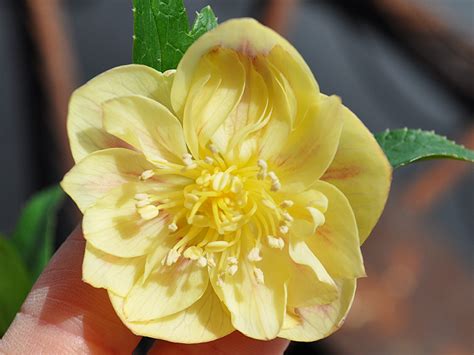 Yahoo オークション 090 Ddいろは 開花株 クリスマスローズ 大木ナ