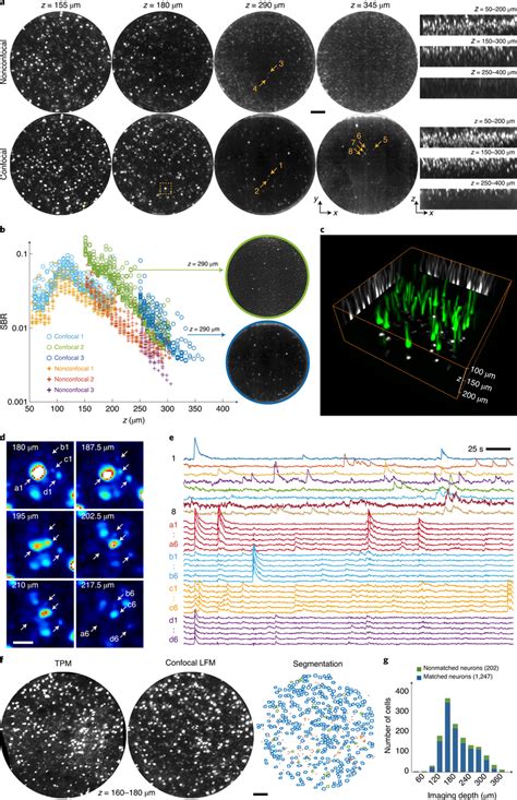 Volumetric Functional Imaging Of Neural Activity In Awake Mouse