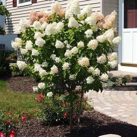 Limelight Hydrangea Tree Flowering Patio Plant Cannot Ship Etsy