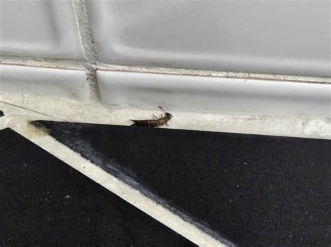 약혐 화장실 벌레ㅠㅠ 자유 에펨코리아