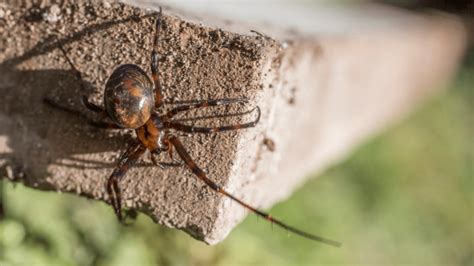Scotlands Washout Summer Could Drive Sex Crazed Spiders Into Homes Weeks Early Experts Warn