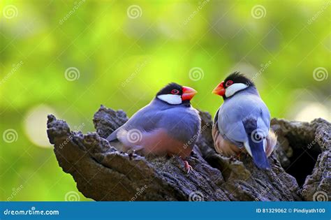 Java Sparrow Padda Oryzivora Grey Bird Sitting On The Branch In The