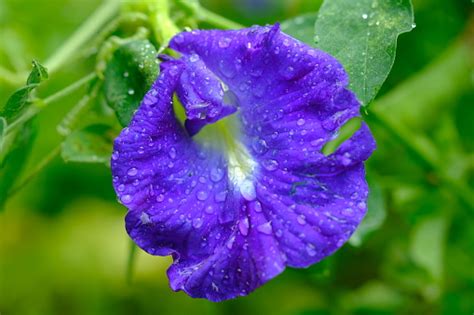 붕가 텔랑 마당이나 숲 가장자리에서 흔히 볼 수 있는 덩굴 이 콩과 부족에 속하는 식물은 열대 아시아에서 유래합니다 식용 꽃 클리토리아 테르나테아 나비 완두콩 꽃입니다 아침