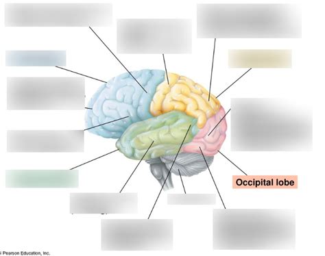 Brain Structure And Function Diagram Quizlet
