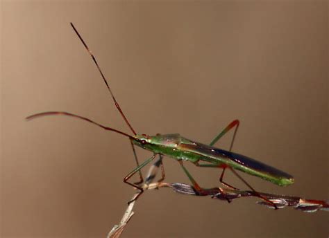 Rice Bug Stenocoris Bugguide Net