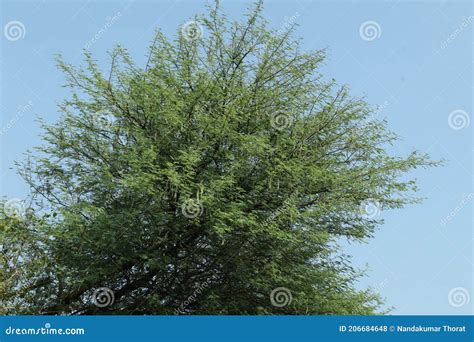 Babool Tree Known As Gum Arabic Tree Babul Thorn Mimosa Vachellia