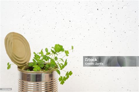 마이크로 그린 주석에 파슬리 새싹 흰색 콘크리트 벽 배경에 캔 공간을 복사합니다 0명에 대한 스톡 사진 및 기타 이미지 0명 건강한 식생활 고명 Istock