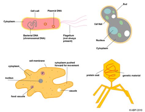 Microbe Diagram