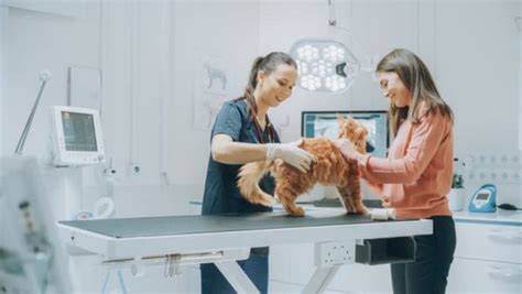 10 Vet Reviewed Facts About Cat Anal Glands Catster