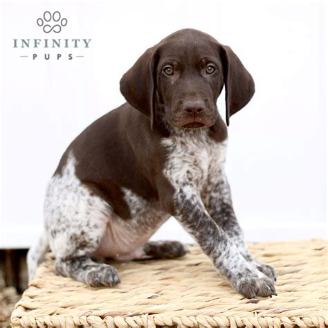 German Shorthaired Pointer Puppies For Sale Gsp Pups Vip Puppies