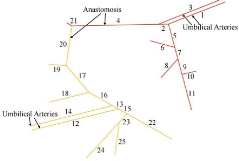 Figure 1 From Time Domain Computational Modelling Of 1d Arterial Networks In Monochorionic