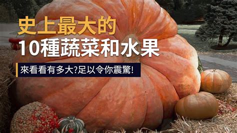 史上最大的10種蔬菜和水果一個南瓜6個人都擡不動300斤的西瓜只能當弟弟 YouTube