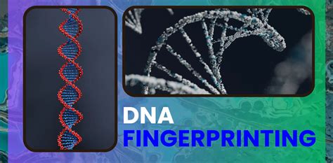 What Is Dna Fingerprinting Steps And Applications 2025