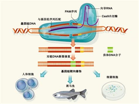 CRISPR Cas9基因编辑器及其原理简介 优宝生物