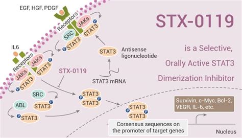 Stat3 Dimerization Archives Network Of Cancer Research
