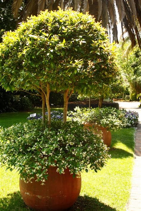 Trees In Containers SA Garden And Home