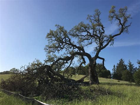 Tree Bisect And Reconnect X Trees