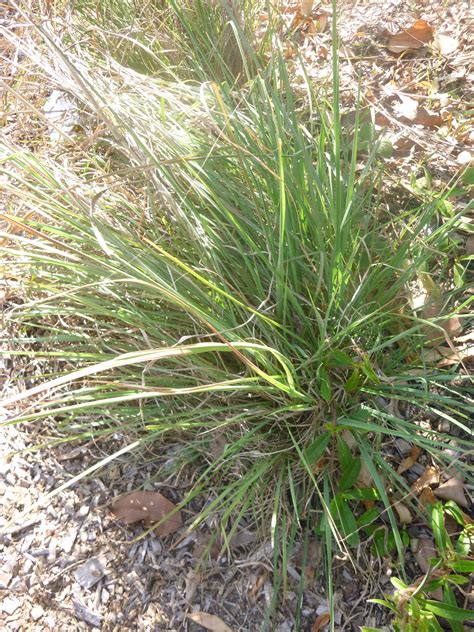 Barbed Wire Grass Central Qld Coast Landcare Network