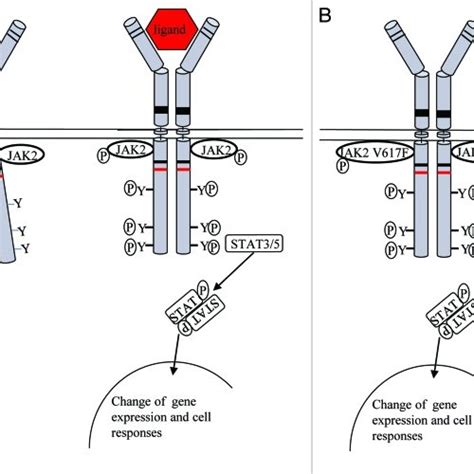 Signaling Via The Jak Stat Pathway A Ligand Binding Induces A Download Scientific Diagram