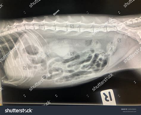 Cat Duodenum Xray