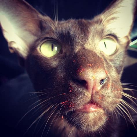 Страшная морда кота картинки и фото Koshka Top