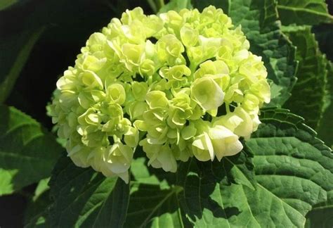 Hydrangea Flower Meaning And Symbolism By Color Petal Republic