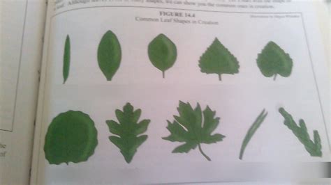 Common Leaf Shapes In Creation Diagram Quizlet