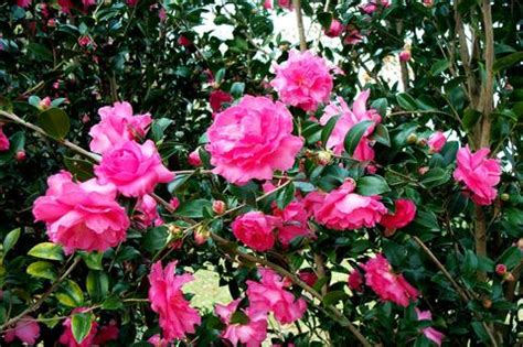 Camellia Sasanqua Purple Haze Kiefer Nursery Trees Shrubs Perennials