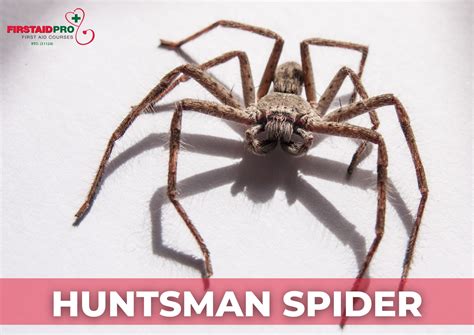 Huntsman Spider Bite Mg 0723 Huntsman Spider In General Huntsman