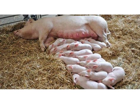 Изисквания към фамилните ферми тип Б за отглеждане на свине Животновъдство Български Фермер