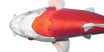 Amazon Com API POND ALGAEFIX Algae Control 1 Gallon Bottle Patio Lawn Garden