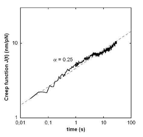 Creep Function J T Of A Bead Bound To The Cell Membrane In Response Download Scientific