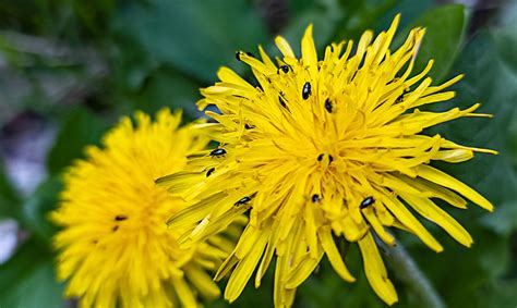 Hur Går Det För Skalbaggar