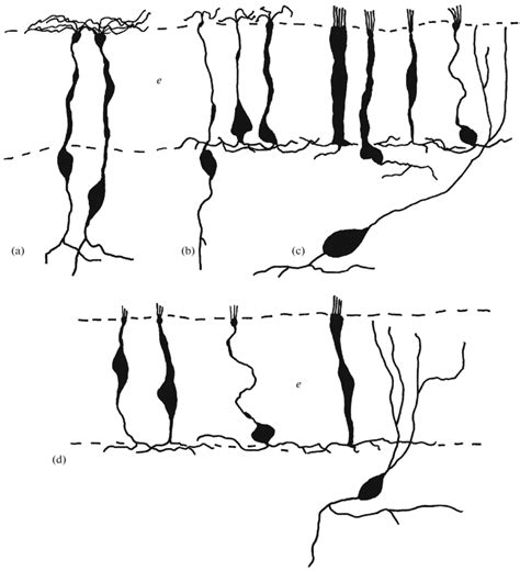 Summary Scheme Of Different Types Of Receptor Cells Identified In Download Scientific Diagram