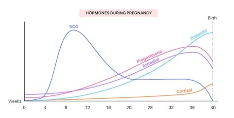 Niveaus Van Hormonen Tijdens De Zwangerschap Hcg Prolactine Cortisol Estradiol En Progesteron In