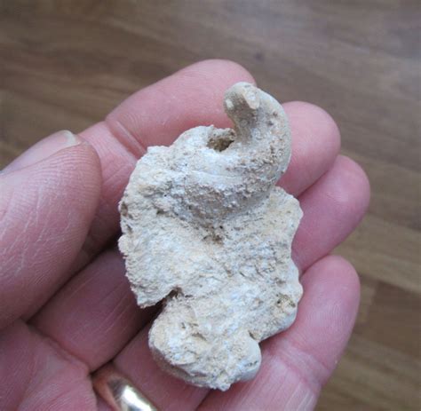 Diceras Arietum Rudist Bivalve