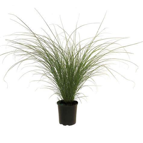 Maiden Grass Miscanthus Sinensis Gracillimus 15645 The Home Depot
