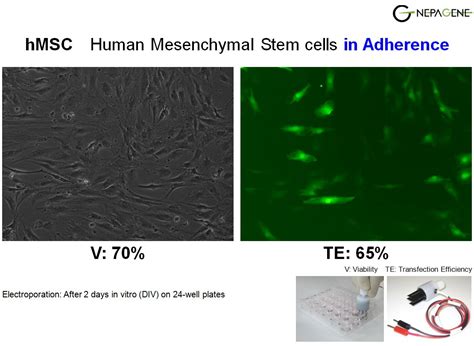 Transfection Into Cells In Adherence By Electroporation Application · Literature Nepa Gene