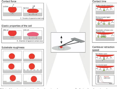 Figure 3 From Single Cell Force Spectroscopy An Emerging Tool To Quantify Cell Adhesion To