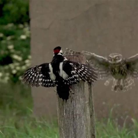 🔥 When A Dev Has Gotten Into A Production System And Ops Shows Up 🔥 Scrolller