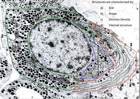 Em Basic Cell Diagram Quizlet