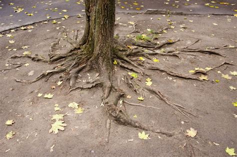 Tree Root Damage To Drains How To Spot What To Do Next