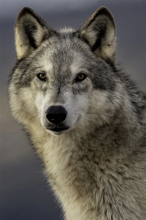 Alpha Female Gray Wolf