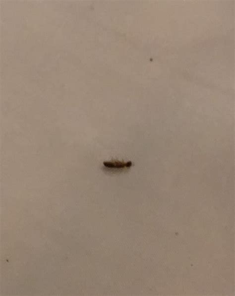 Lets Talk About The Bugs And Insects In Bali Lyfe Abroad