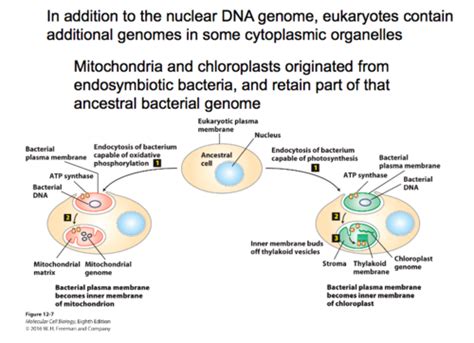 Genetics Chapter 11 Flashcards Quizlet